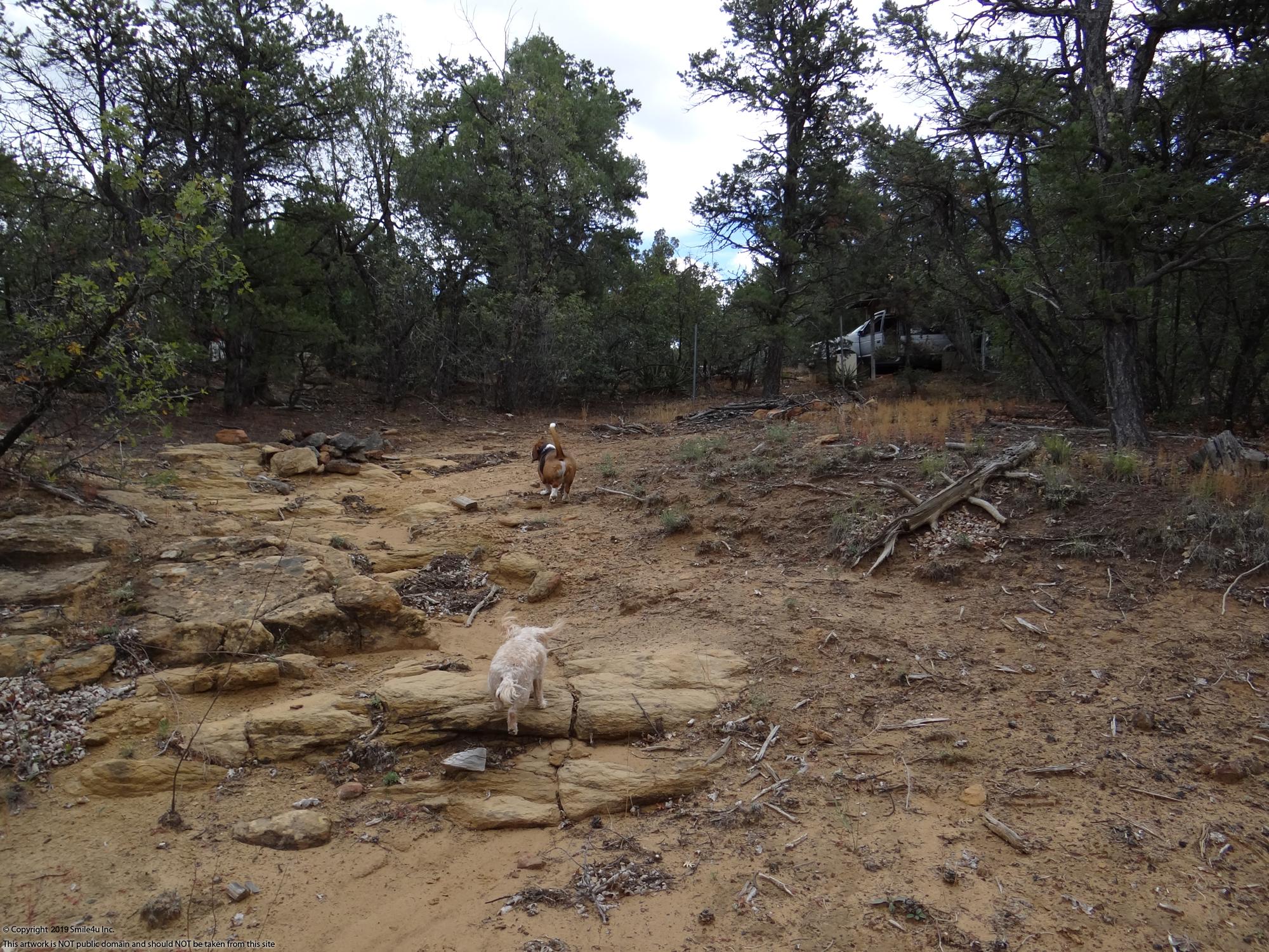 10 acres in Candy Kitchen New Mexico | Smile4uinc.com