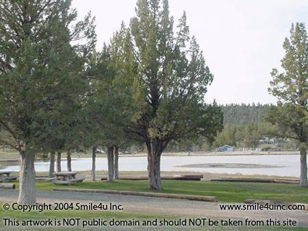 1.47 Treed Acres NE California | Smile4uinc.com