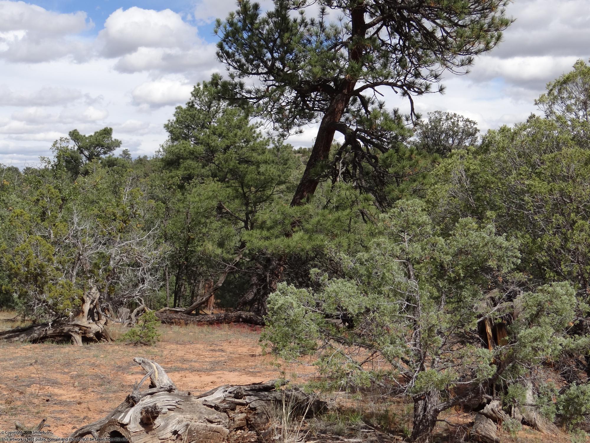 10 acres in Candy Kitchen New Mexico | Smile4uinc.com