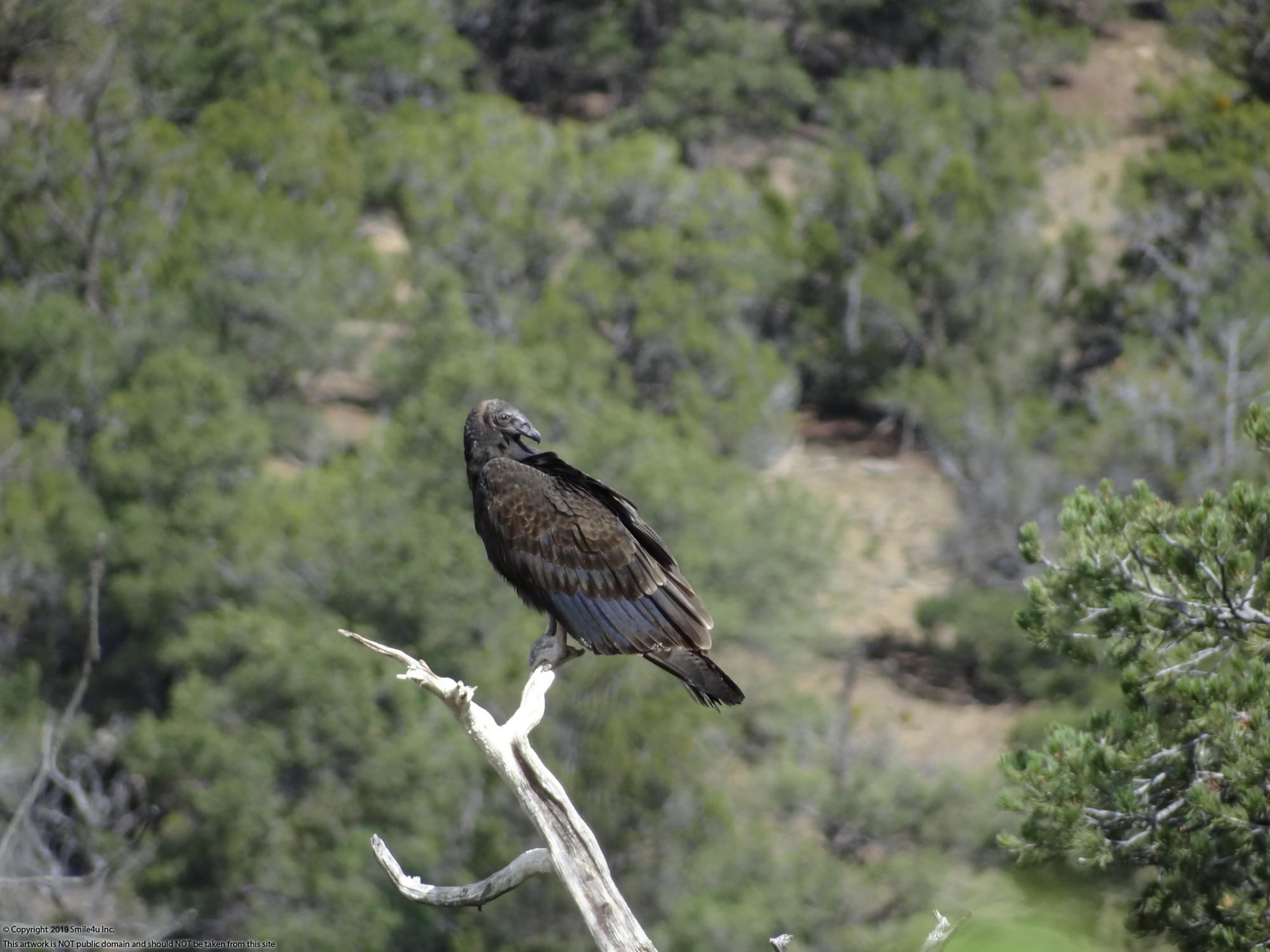 10 acres in Candy Kitchen New Mexico | Smile4uinc.com