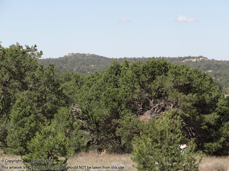 10 acres in Candy Kitchen New Mexico
