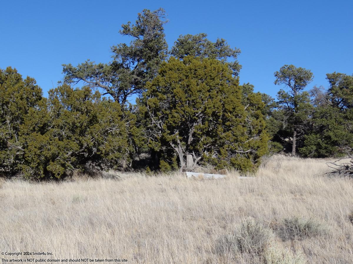 5 acres land for sale in Quemado, NM by Springerville & Show Low Arizona.